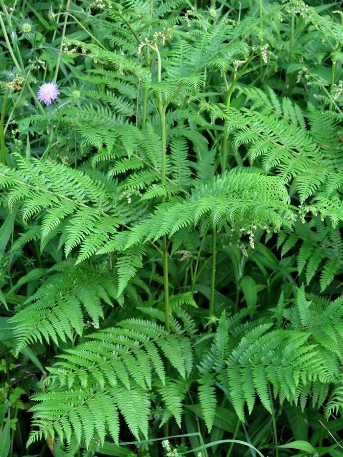 HELECHOS SILVESTRES: helecho común, (Pteridium aquilinum)