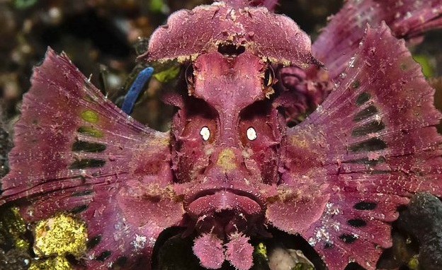 Gambar : Keindahan Haiwan Laut | Ini Blog Labi-Labi