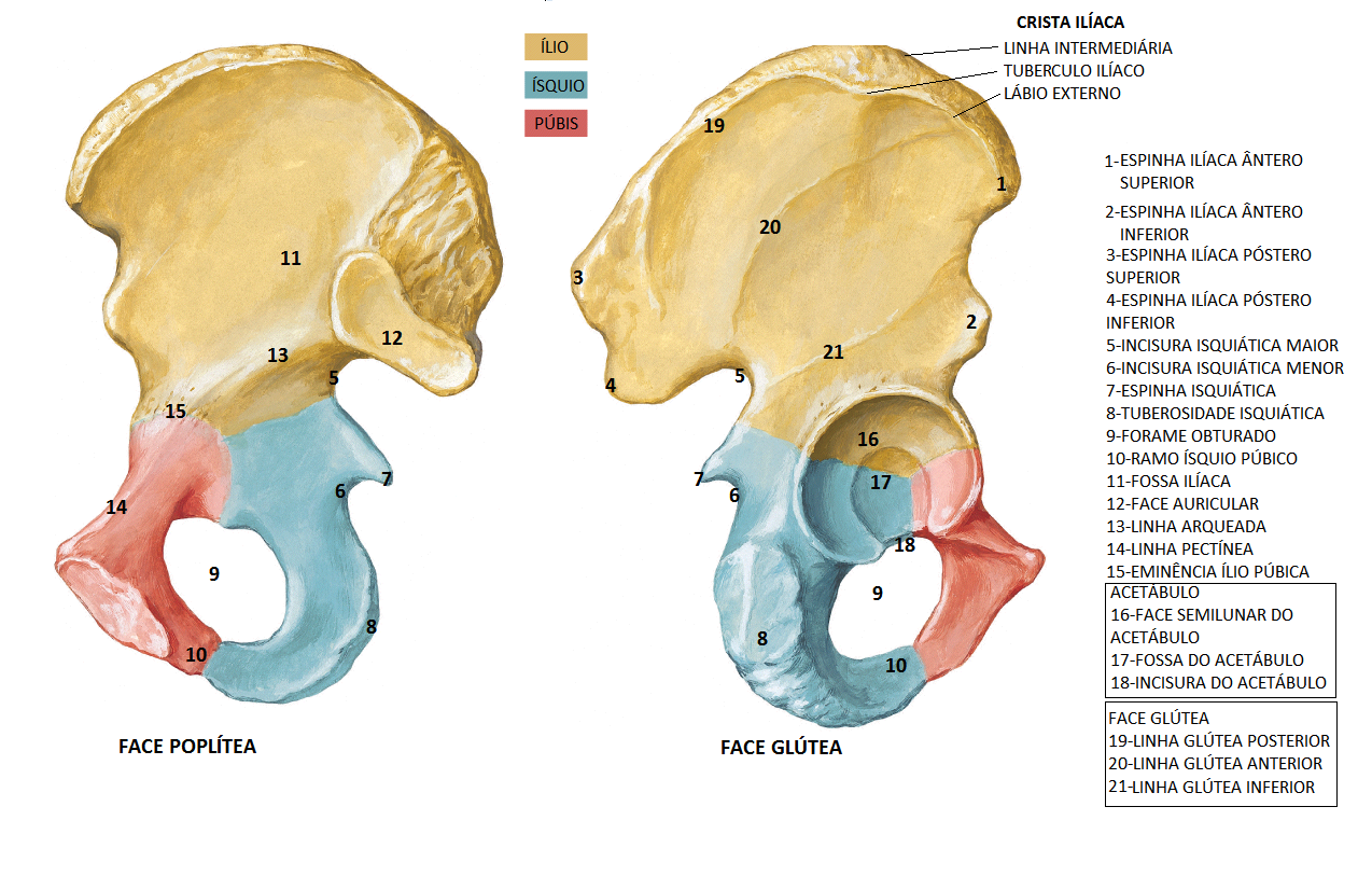 ílio; Osso Ilíaco