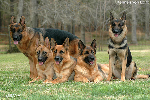 Dog German Shepherds