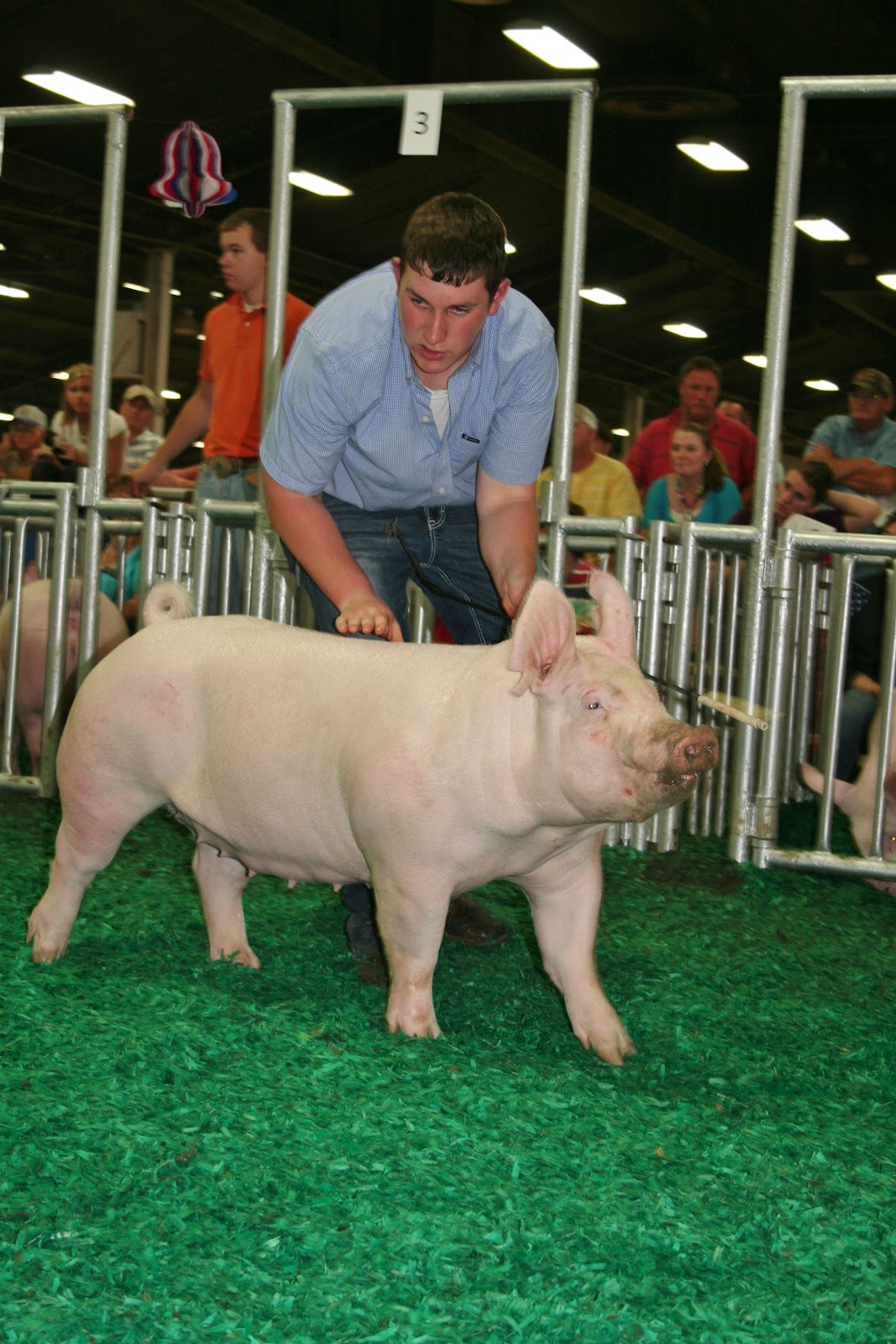 NSR Show & Sale Results: NSR Summer Spectacular Junior Yorkshire Gilt ...