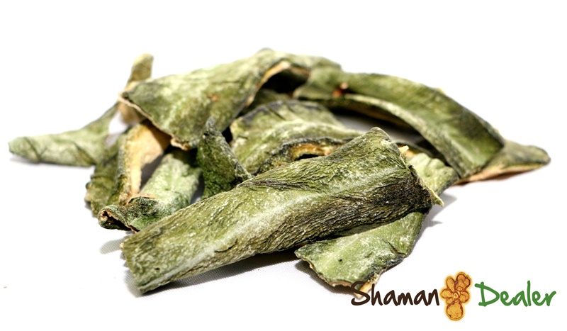 San pedro powder (Echinopsis pachanoi) and dried peruvian torch ...