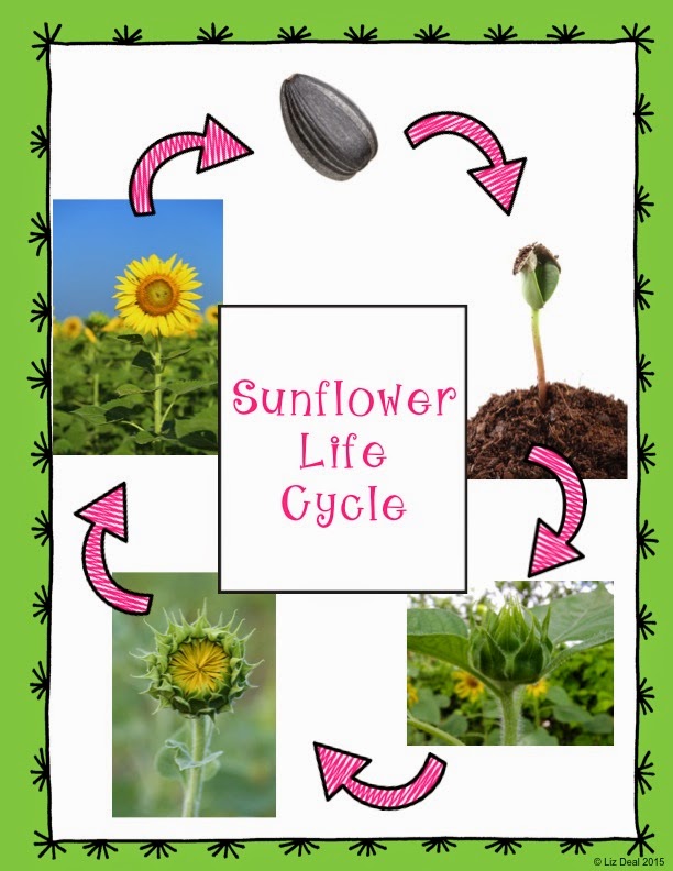 Polka Dot Firsties: Sunflower Life Cycle Posters