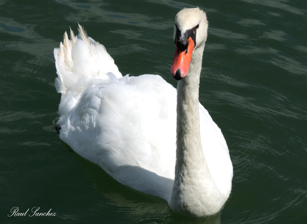 Naturaleza Viva : Los Cisnes (El cisne vulgar - Cygnus olor )