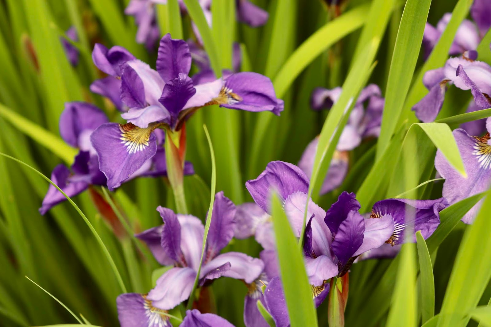 Amy's Creative Pursuits: My Garden in June