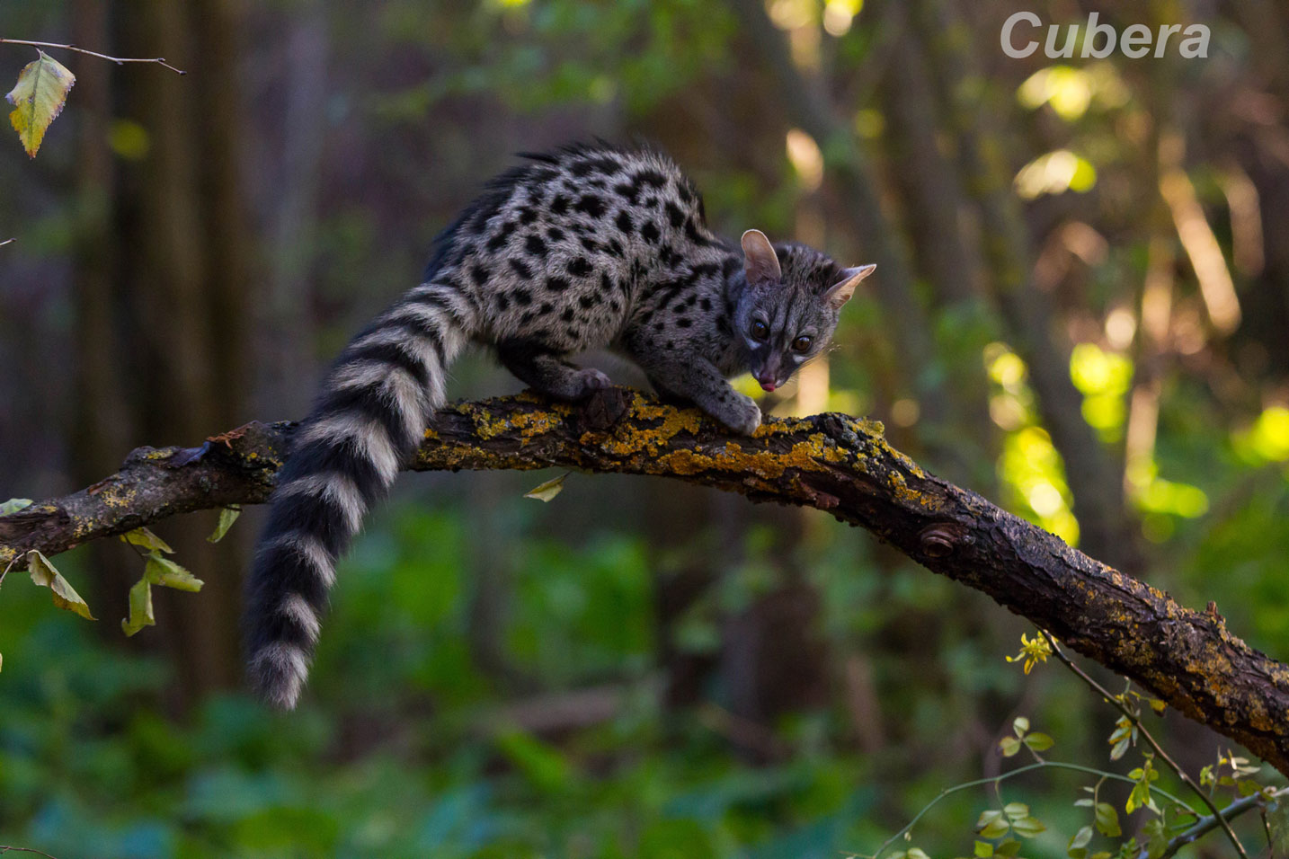 Poses, vuelos y revuelos: Gineta (Genetta genetta)