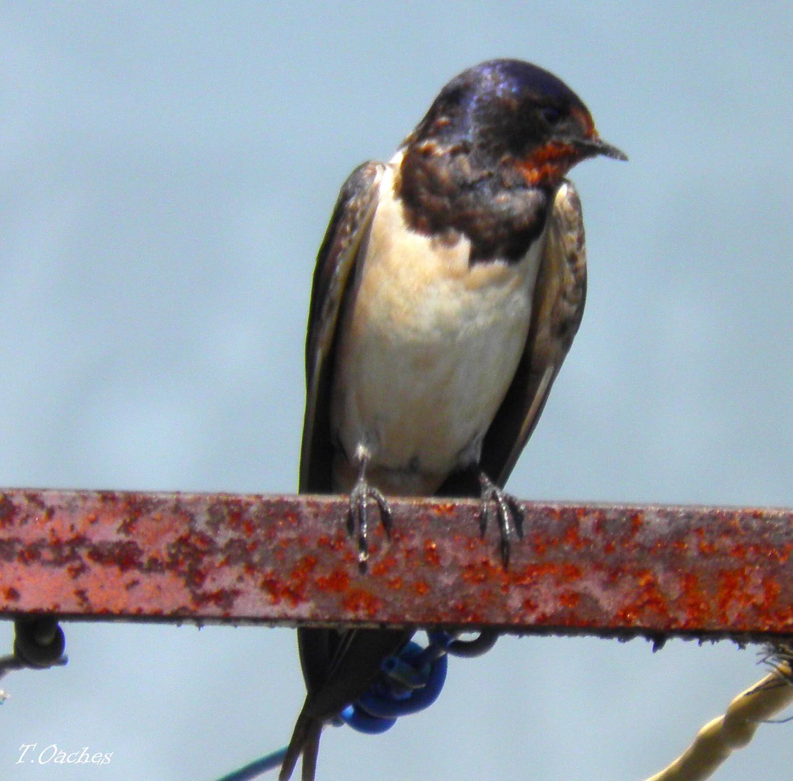 PASARI DIN ROMANIA: RANDUNICA, Hirundo rustica