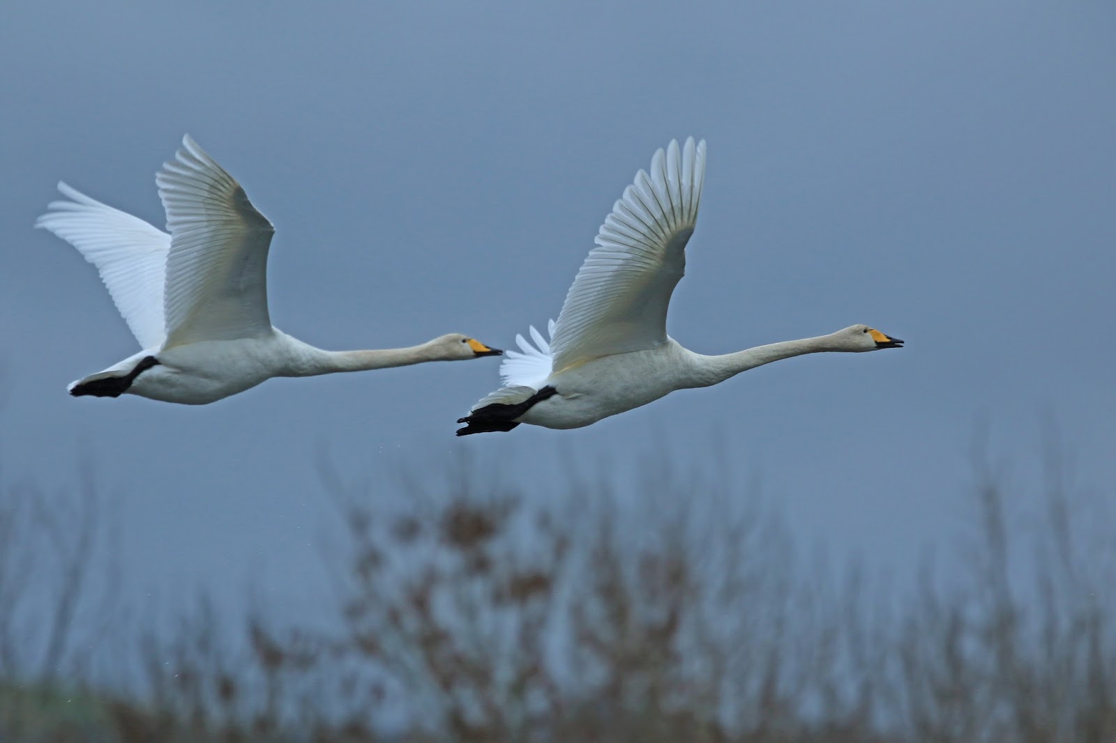 MONTGOMERYSHIRE BIRDS: Whooper Swans