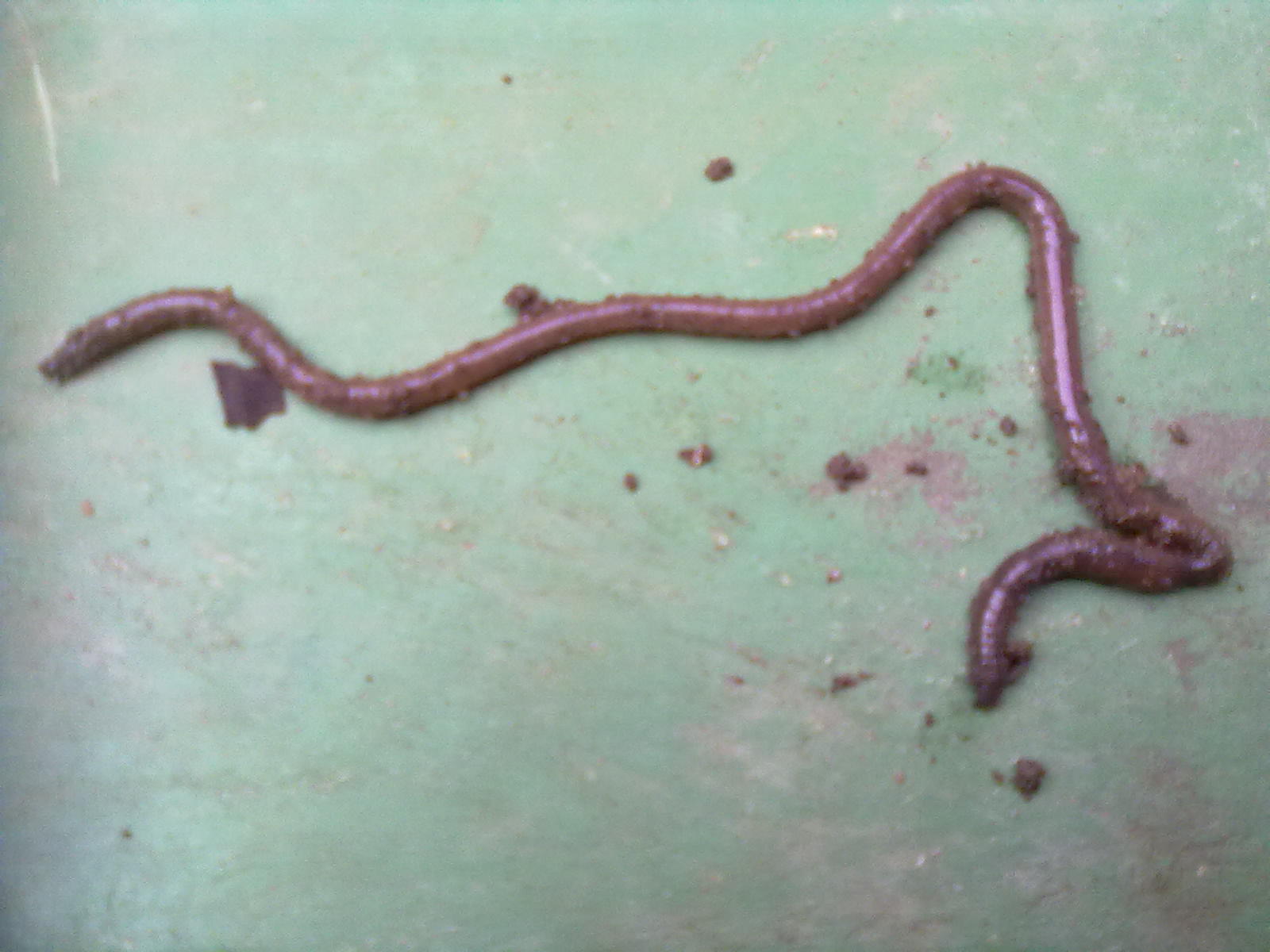 Show Time: foto cacing