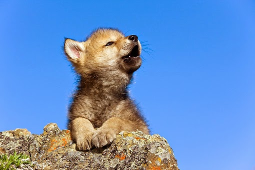 White Wolf : 15 Photos Of Adorable Howling Wolf Pups Will Make Your Day