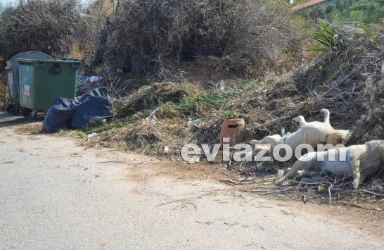 ΣΟΚΑΡΙΣΤΙΚΕΣ ΦΩΤΟΓΡΑΦΙΕΣ... ΑΝΘΥΠΟΠΙΘΗΚΟΙ ΣΚΟΤΩΣΑΝ ΣΚΥΛΙΑ ΣΤΗΝ ΕΥΒΟΙΑ ...
