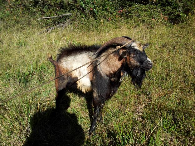 VISSANTERIAS y TERESIADAS: TUTORIAL DEL DÍA: LAS CABRAS