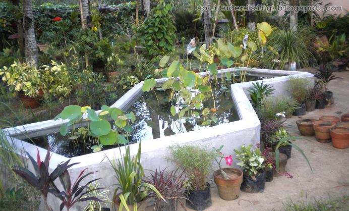 Solitude Rising: Our first water garden