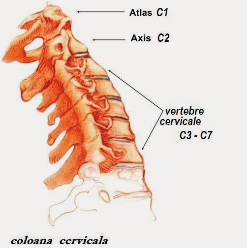 Angel Blue: Zona cervicala