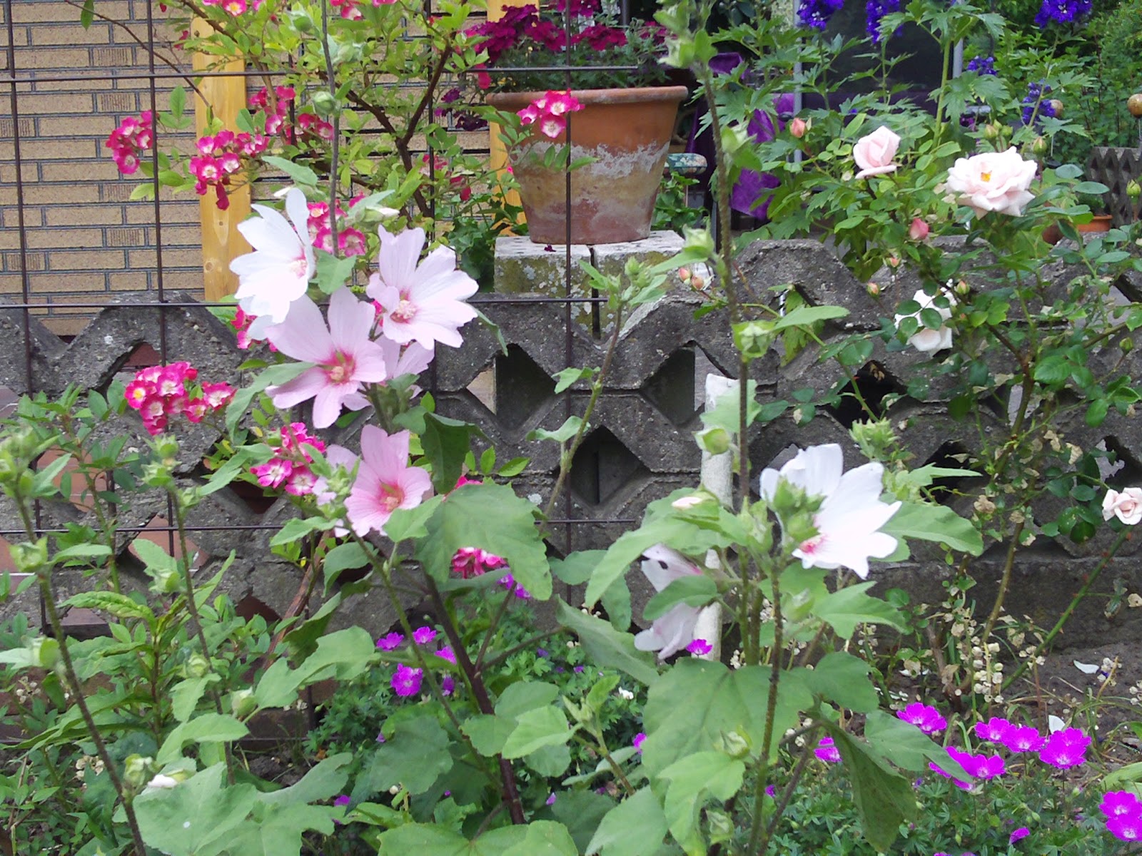 Buschmalve (Lavatera olbia "Barnsley")/Pflanz- und Pflegetipps - Gartenelfe