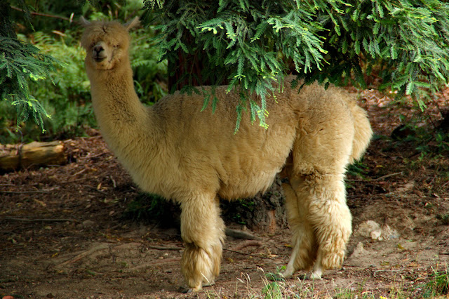 Zebresel.: Taupo I Neuseeland.