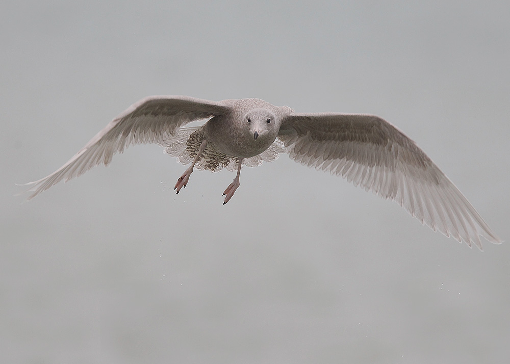 Richard Smith - Birdwatching Days Out: GLAUCOUS GULL, juvenile, CASPIAN ...