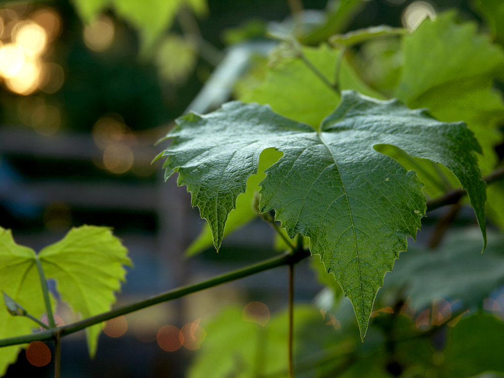 World of Knowledge: Grapes