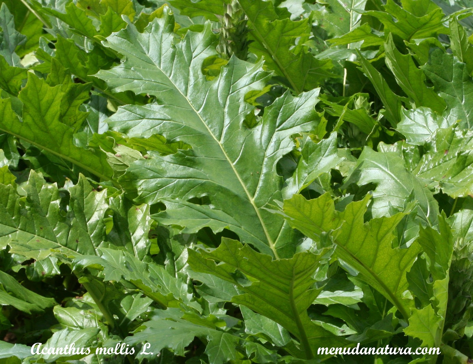 El Jardí de Menuda Natura: Acant