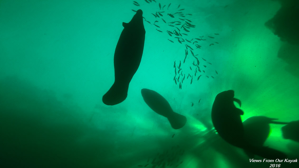 Views From Our Kayak: Hospital Hole (Weekie Wachee River)