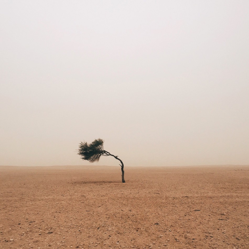 樹木攝影比賽iPhone Photography Awards (IPPA) | 樹沃客樹藝