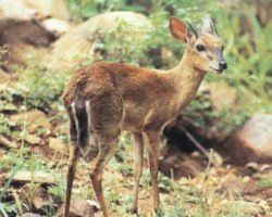 Epic's Interactive Blog: Rarely seen creatures of Africa - The Suni ...