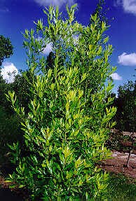 Espíritu de Árbol: Laurel