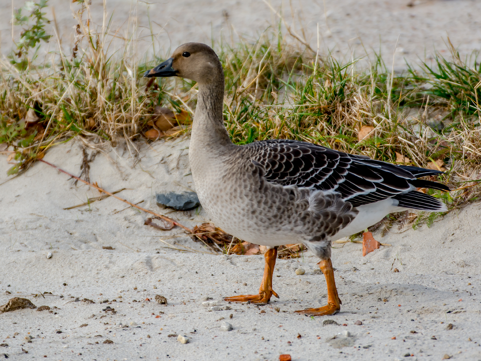 Na przelotach ... cz. II, Gęś tundrowa (Anser fabalis rossicus)