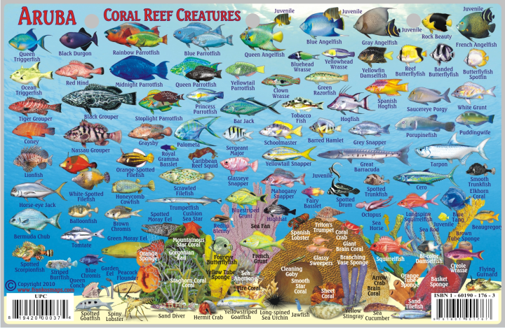 Wes's Travels: Aruba, An Enchanting Desert Isle