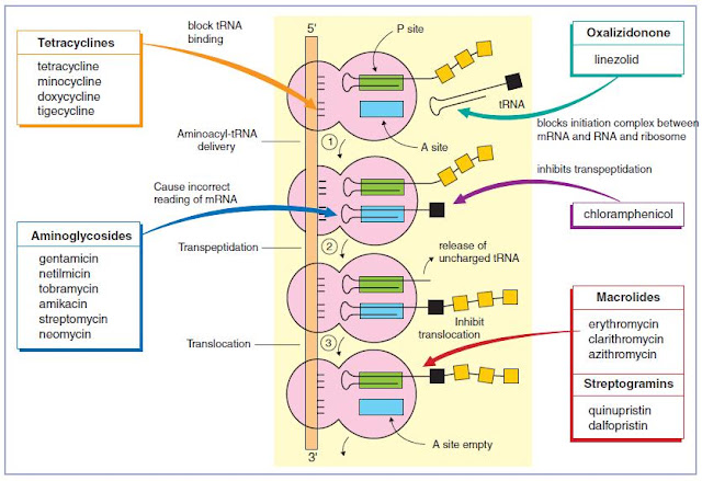 Antibiotik yang Menghambat Sintesis Protein : Jenis, Mekanisme, Dosis ...