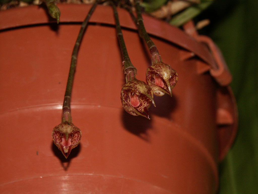 Dracula mopsus care and culture | Travaldo's blog