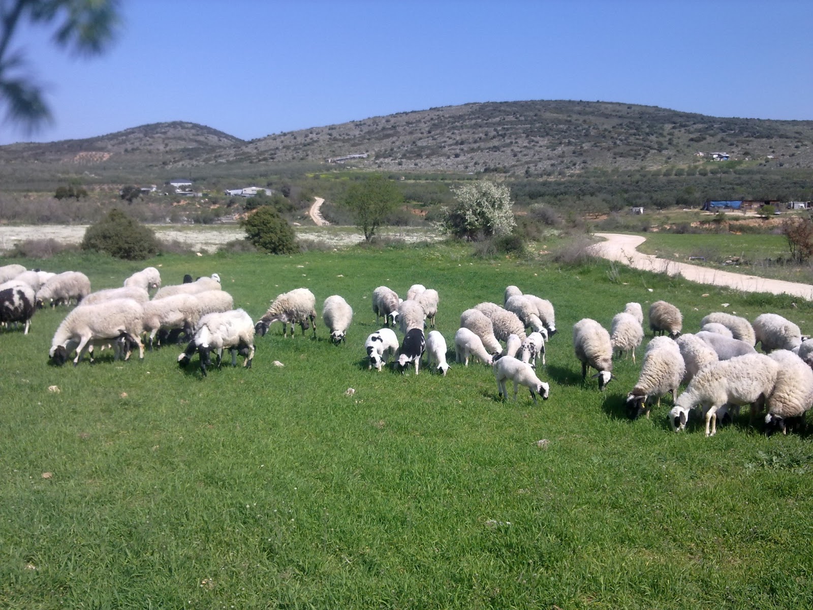 ΜΟΝΑΔΑ ΕΚΤΡΟΦΗΣ ΚΑΙ ΒΕΛΤΙΩΣΗΣ ΠΡΟΒΑΤΩΝ