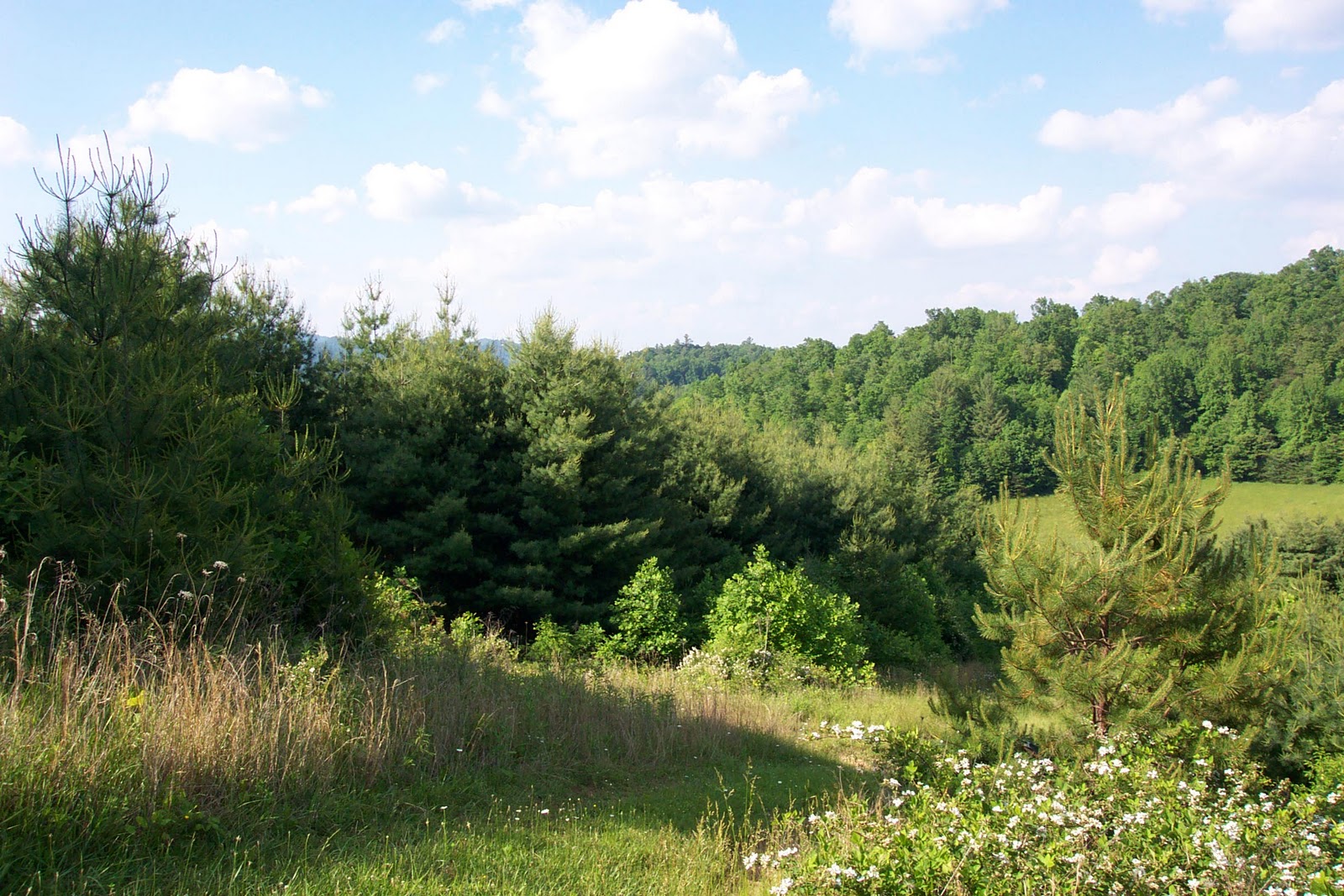 Mountain Memorials - Cemeteries: Anglin