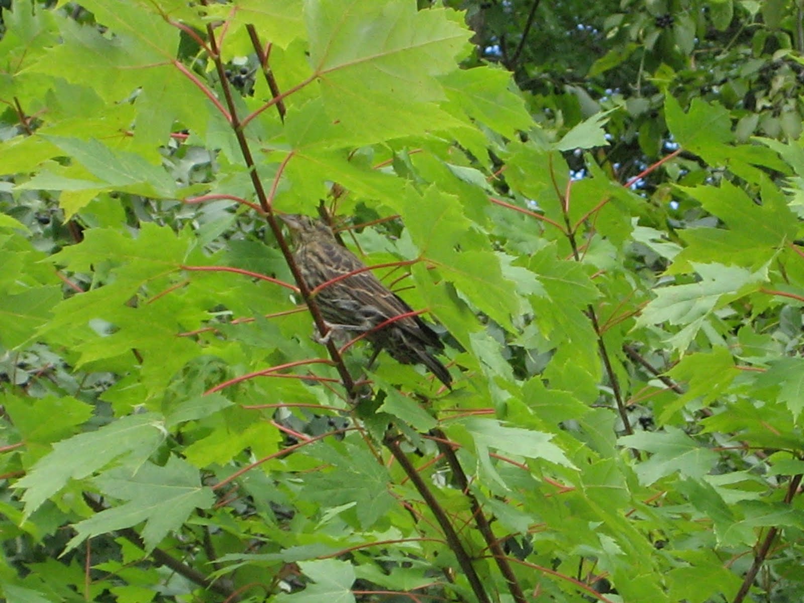 Red Hat Knitter: Bird Release