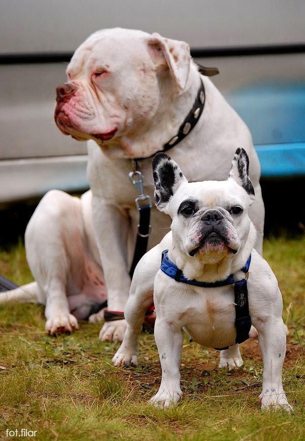 Bullied Dog Breeds: How to Train Bully Dogs: Socialization