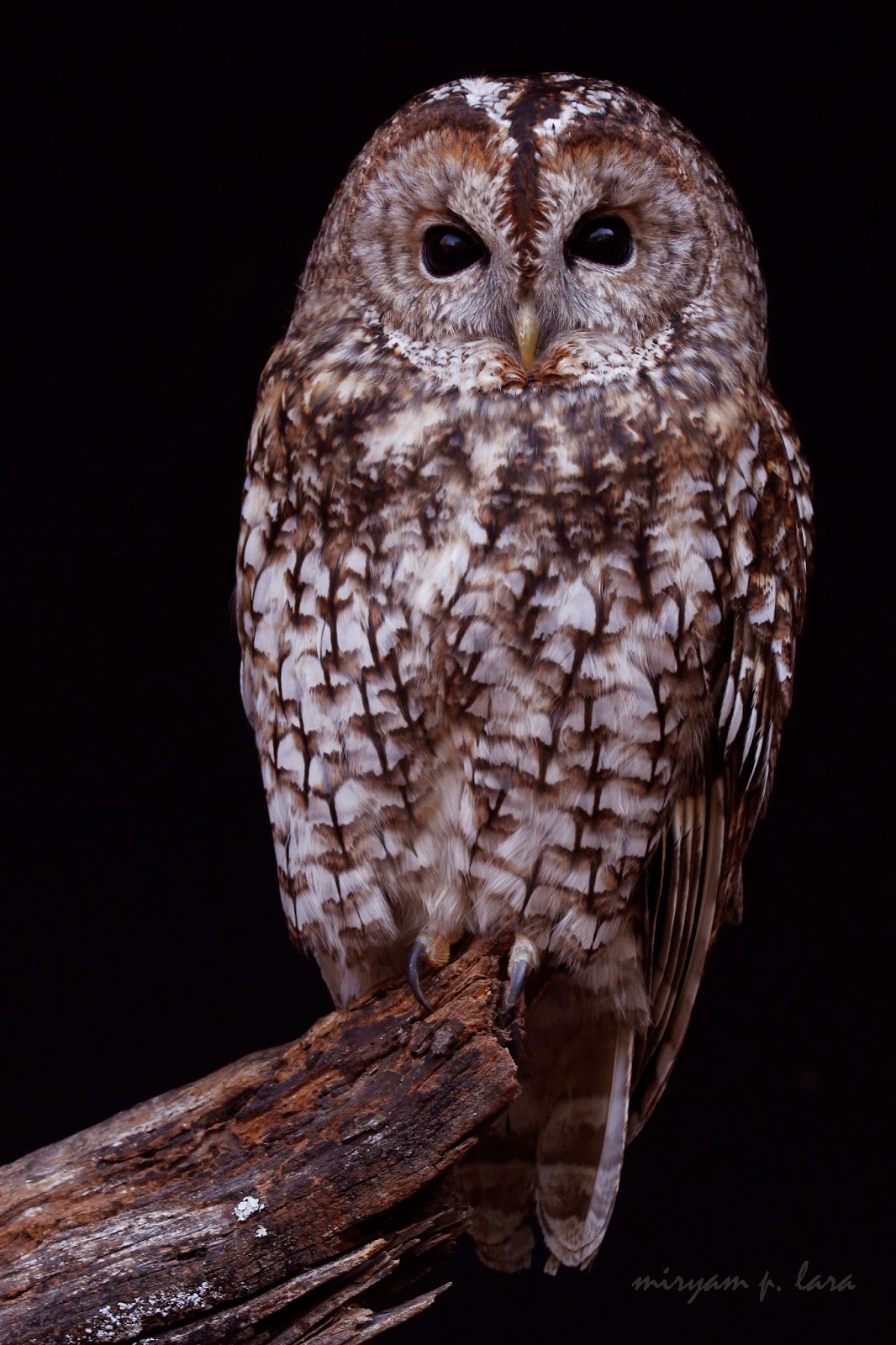 Crónicas Ornitológicas: El celo del Cárabo común