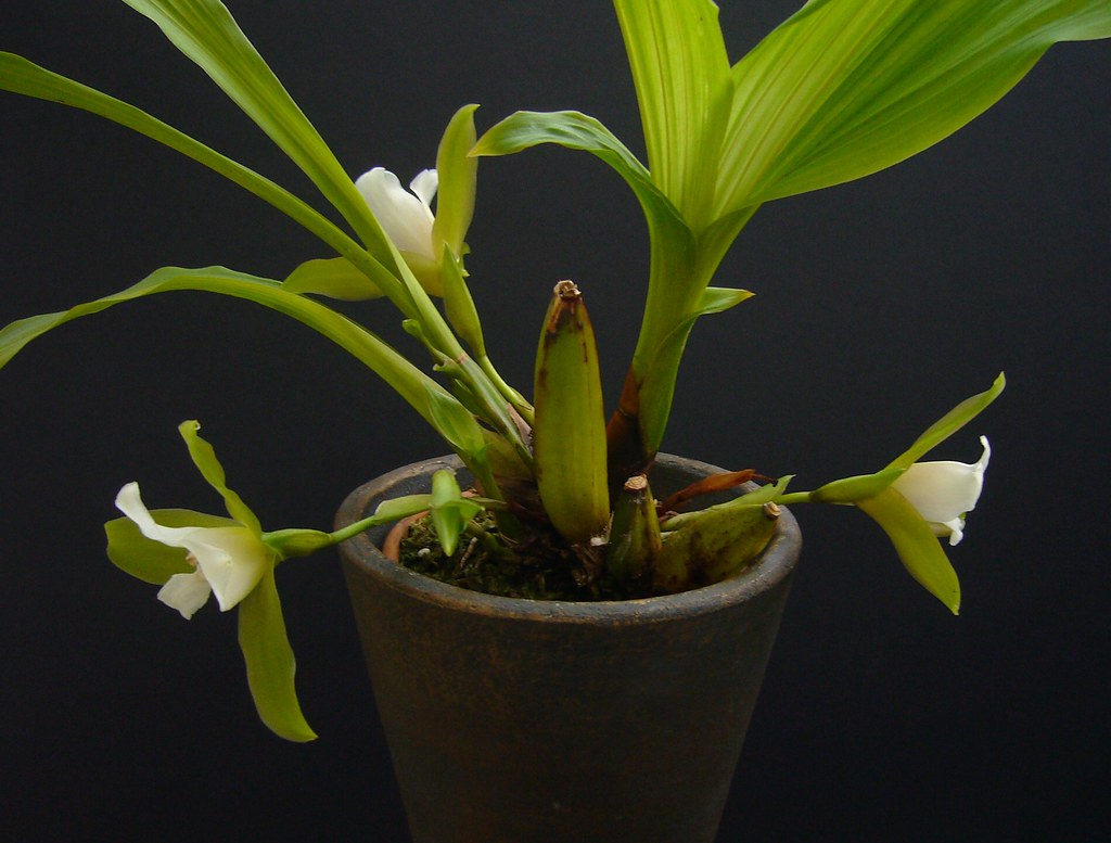 Lycaste macrophylla care and culture | Travaldo's blog