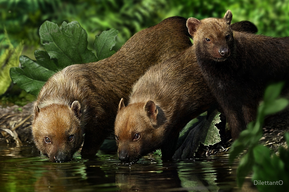 PLAAN : Perro de Monte - Speothos venaticus