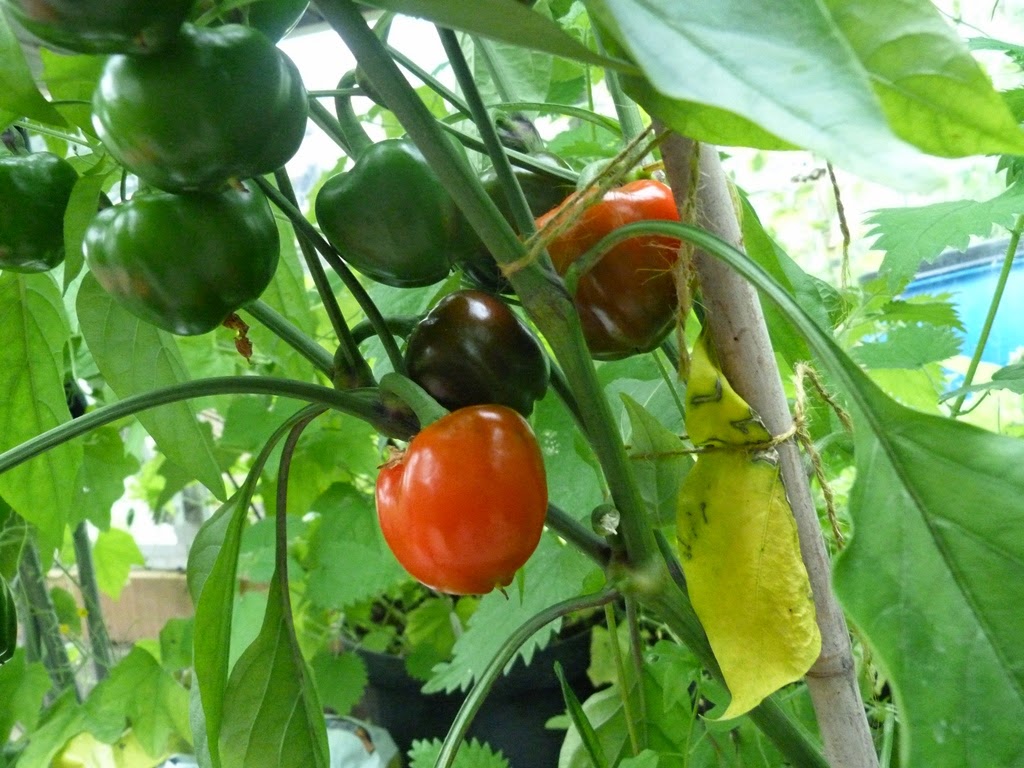 An English Homestead: Ripening peppers