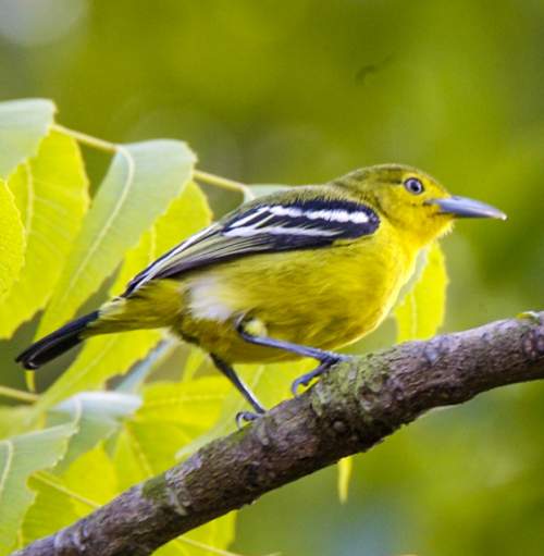 Birds of India | Bird World: August 2017