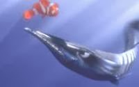 Soñando con Disney: BUSCANDO A NEMO
