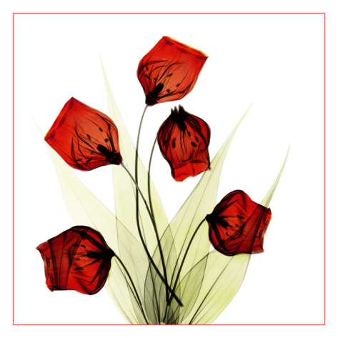 .: Albert Koetsier Beyond Light