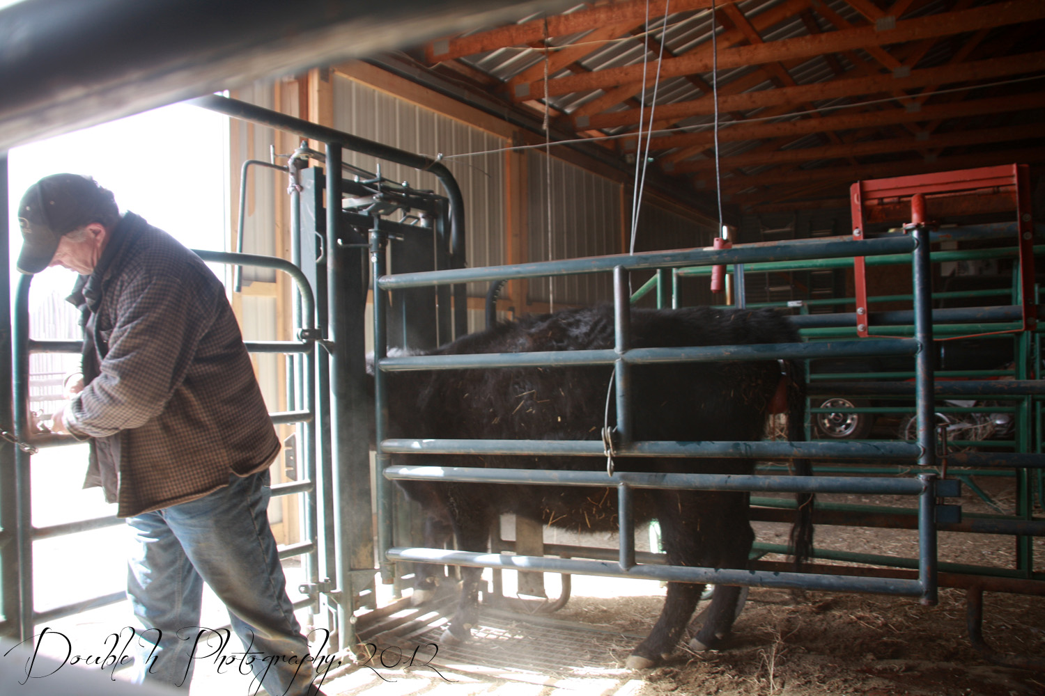 Double H Photography: Pulling a Calf