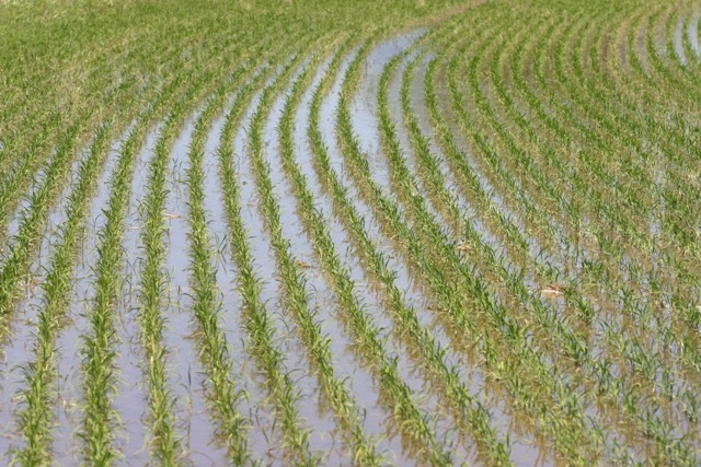 AGRICULTURA NO BRASIL: Manejo da Água em Arroz Irrigado