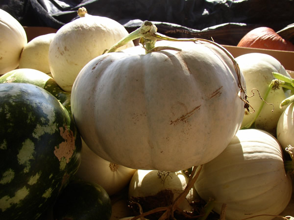 From Vegan to Paleo: Squash and Gourds... A-Z... late day post!