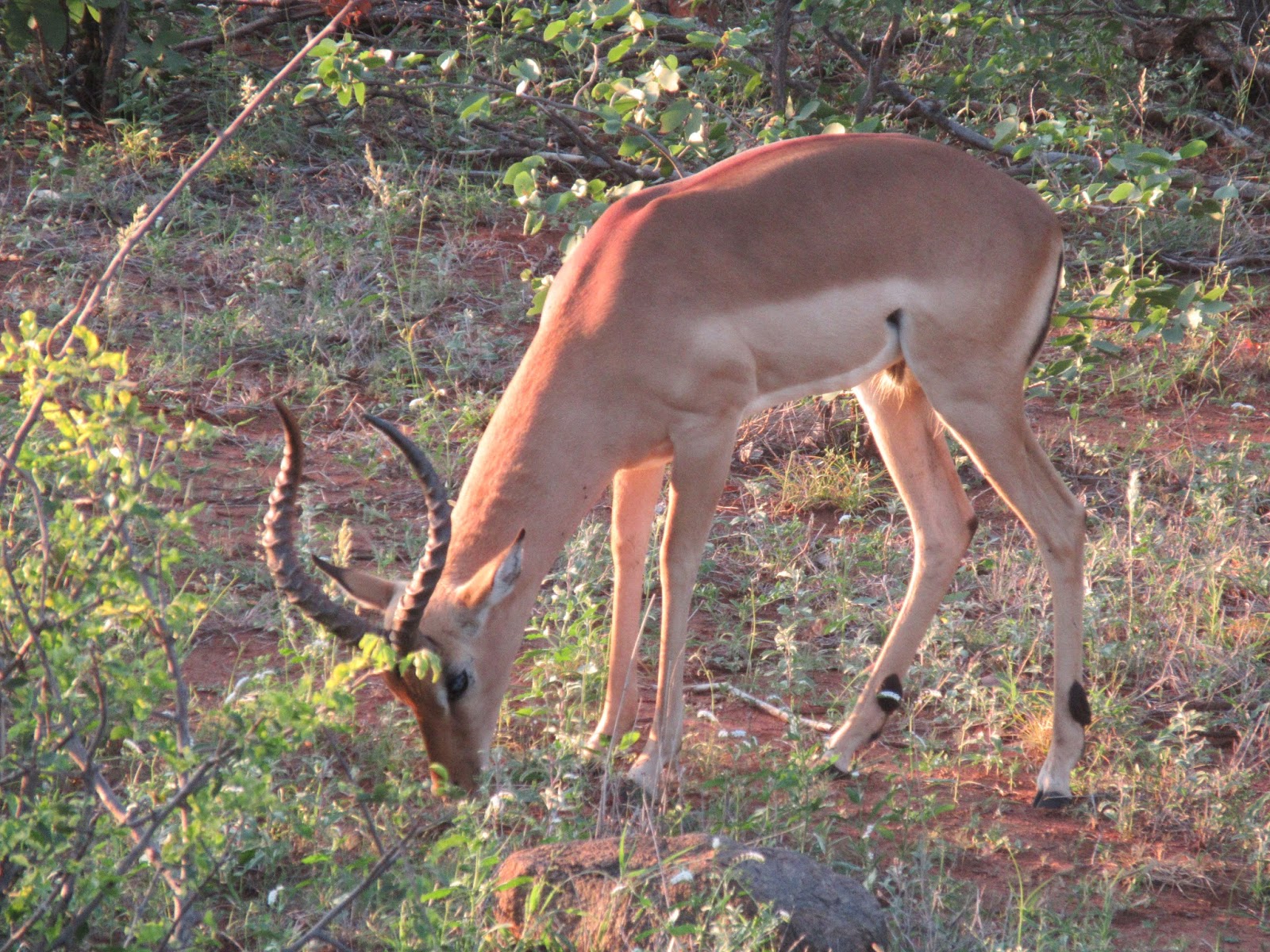 Halls Out Of Africa: May 2016