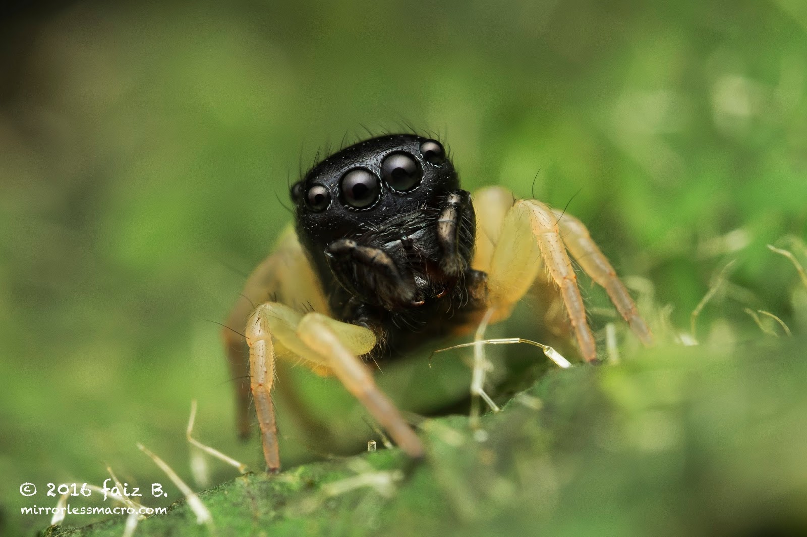 Mirrorless Macro Photography: Have I stopped going Mirrorless?
