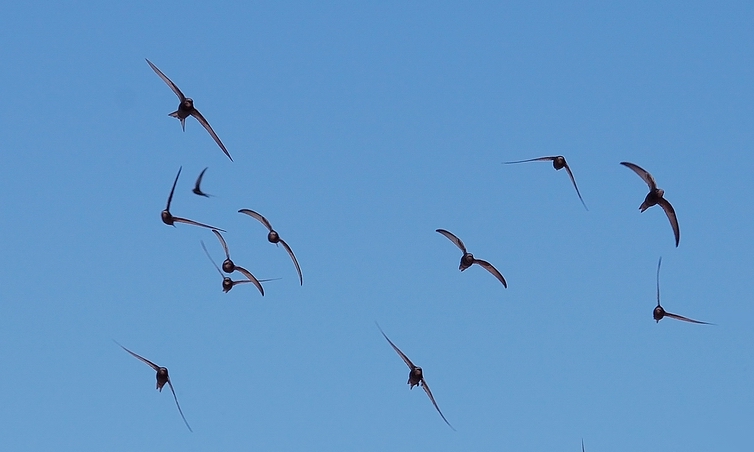 Majas Skafferi: När svalorna kommer är det sommar