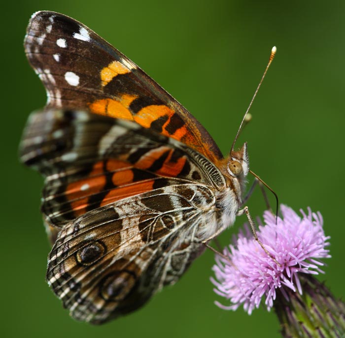 All of Nature: Butterflies and Summer