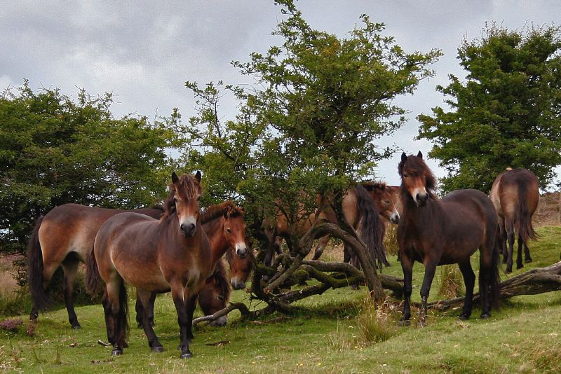 Cavalos Exóticos / Exotic Horses: Pônei De Exmoor / Exmoor Pony